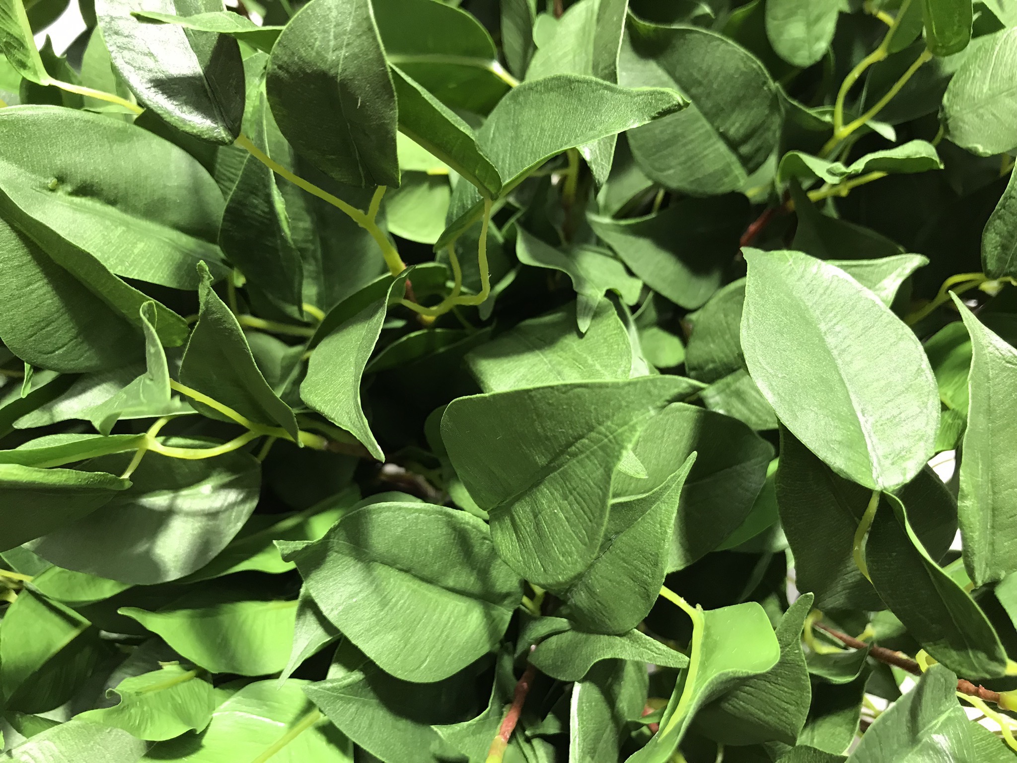 Green Fiscus Leaf | Flourish Trading